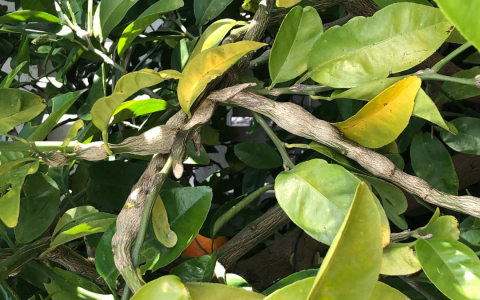 How to keep trees safe from Citrus Gall Wasp - Sustainable Macleod