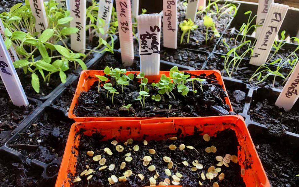 How to plant seeds in punnets - Sustainable Macleod