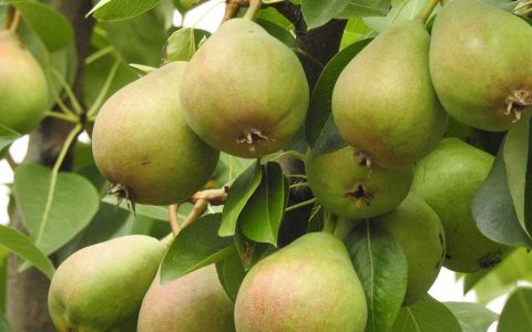 Coddle your apples, pears and quince trees against codling moth ...