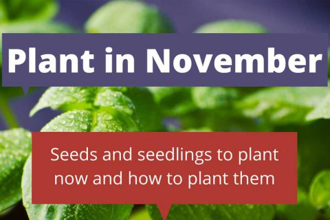 What to plant in November in Melbourne - Sustainable Macleod