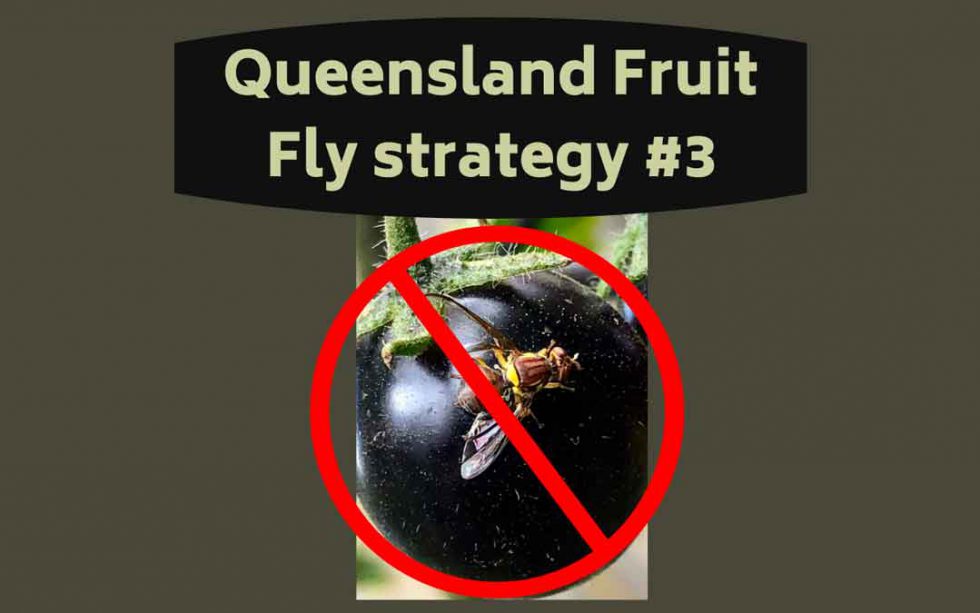Queensland Fruit Fly Strategy Blog #3 - take action NOW! - Sustainable ...