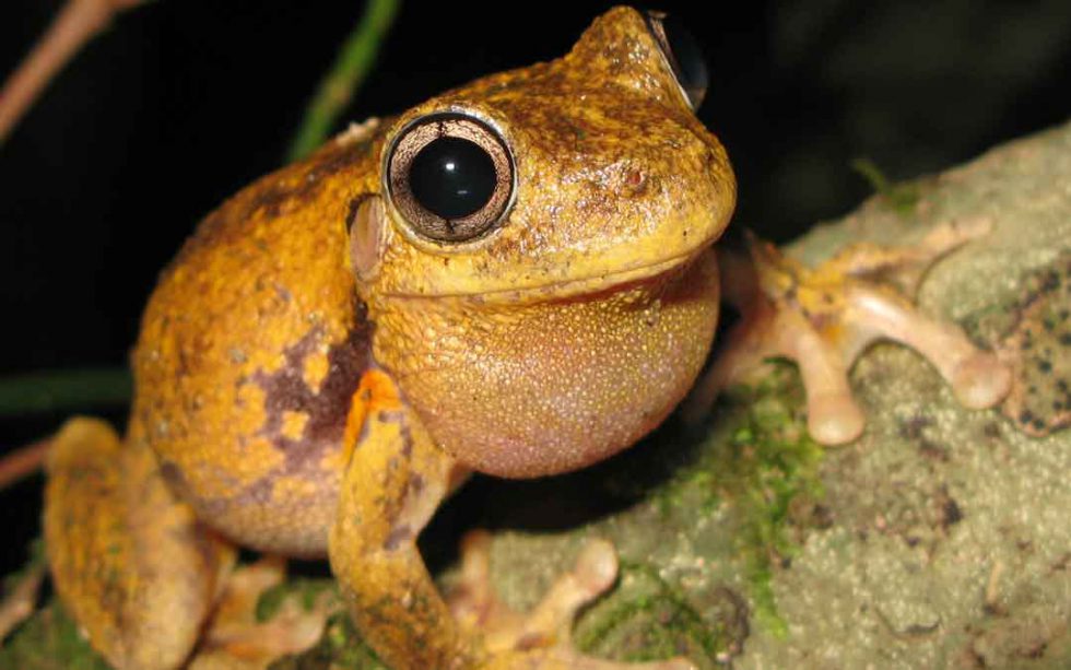 Ribbit ribbit, what frog is that? - Sustainable Macleod