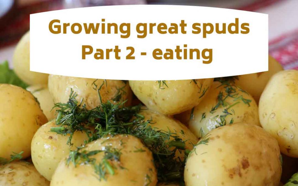 Growing great spuds part 2 - eating - Sustainable Macleod