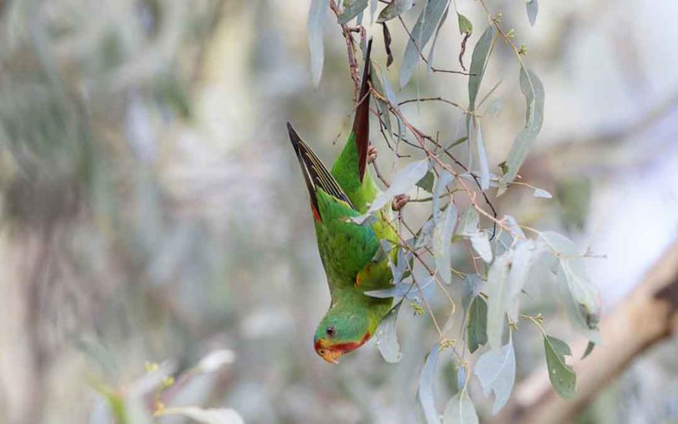 The Swift Parrots are back! - Sustainable Macleod