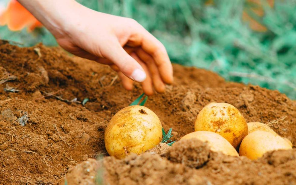 How to resolve the complexity of crop rotation! - Sustainable Macleod