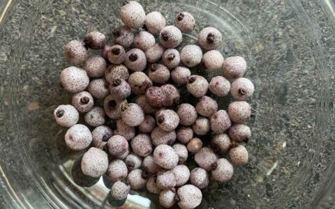 Midyim berry - an easy to grow Australian edible native - Sustainable ...
