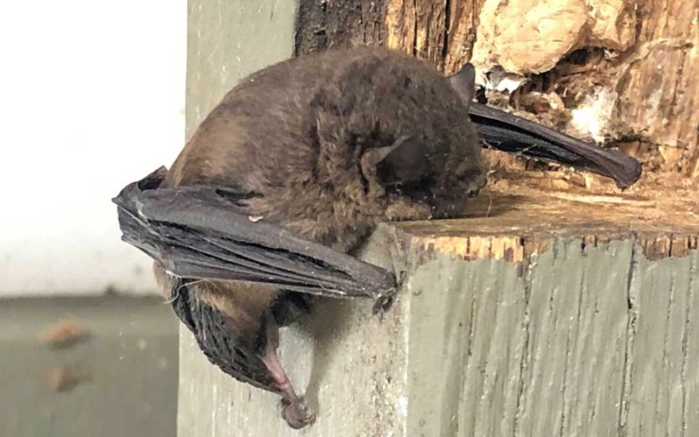 Microbats: nature’s answer to mosquito control - Sustainable Macleod