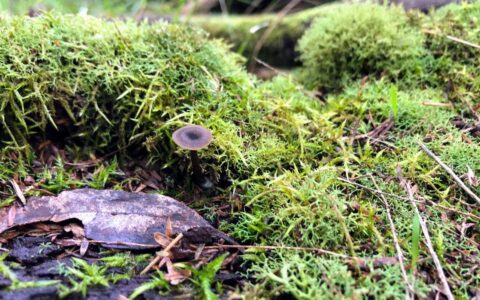 8 cool things about mosses - Sustainable Macleod