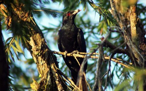 The ‘devil bird’ has arrived - Sustainable Macleod