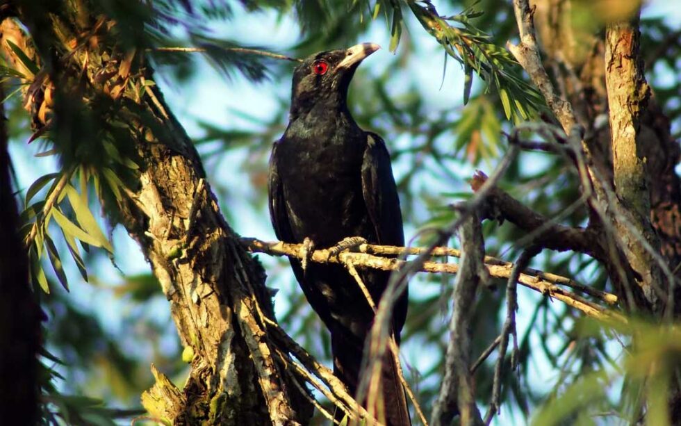 The ‘devil bird’ has arrived - Sustainable Macleod