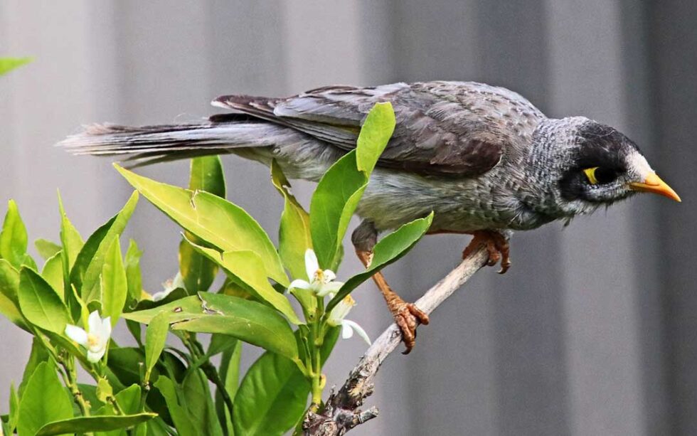 The noisy miner problem - Sustainable Macleod