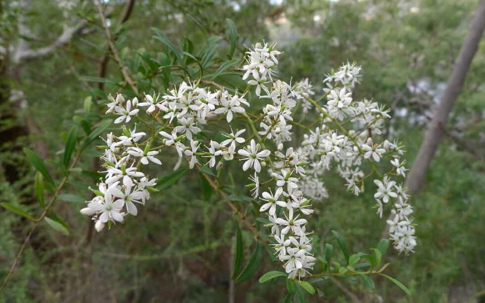 Wonderful wildlife plants series: Sweet Bursaria - Sustainable Macleod