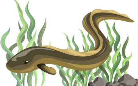 The epic migrations of our local eels - Sustainable Macleod