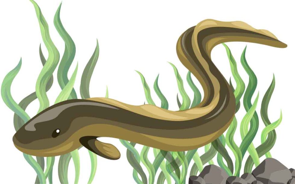 The epic migrations of our local eels - Sustainable Macleod
