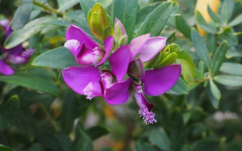 Native mint bush: A beautiful native alternative to a polygala ...