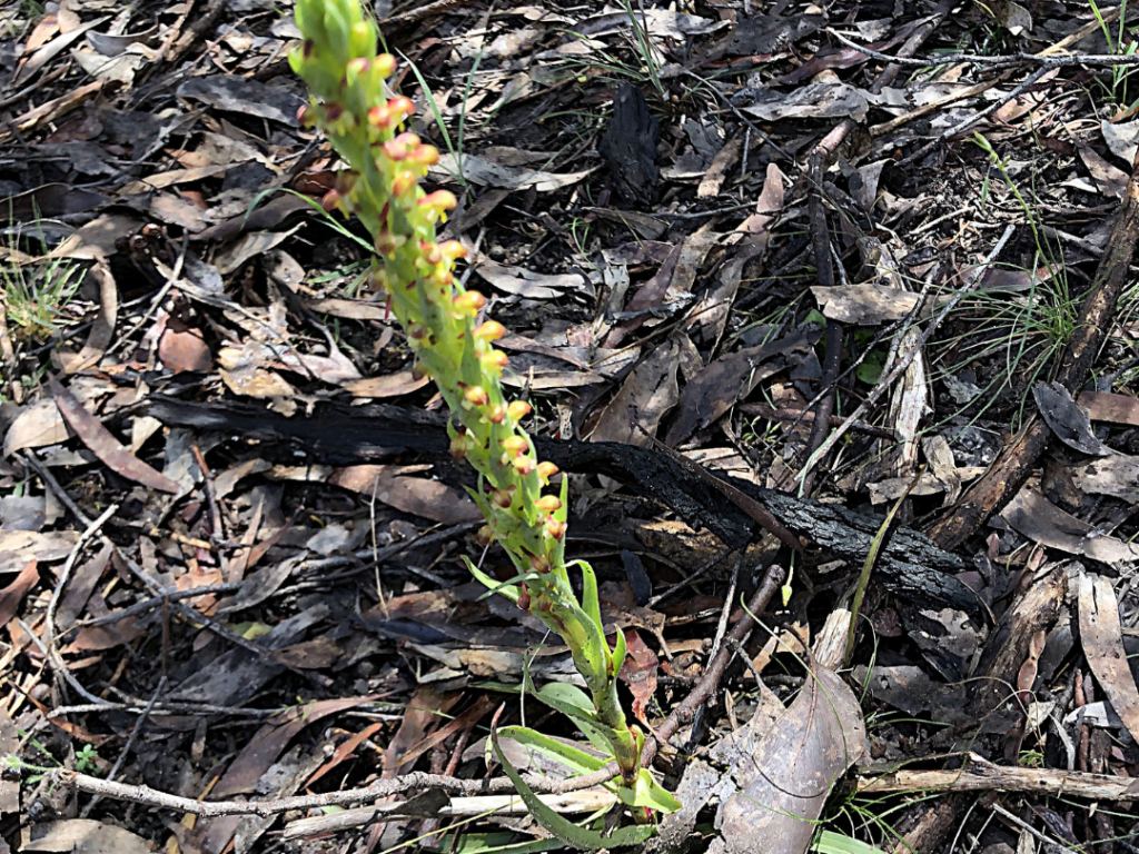 South African weed orchid threatening local wildflowers - Sustainable ...